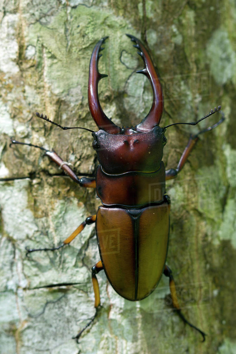 Overhead view of beetle - Royalty-free Stock Photo | Dissolve