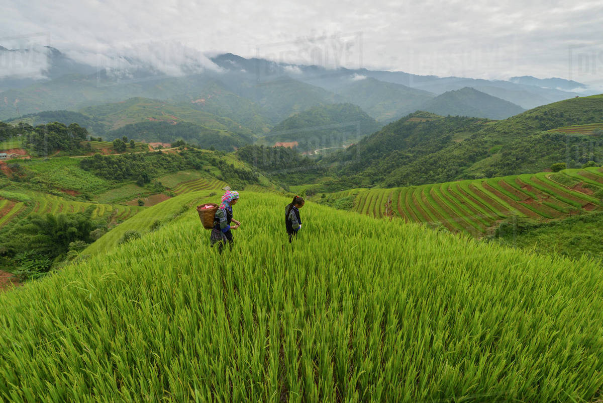 Two women walking through terraced rice field, Vietnam - Royalty-free ...