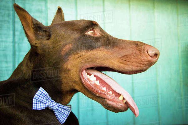 Portrait of a red warlock doberman pinscher dog - Royalty-free Stock ...