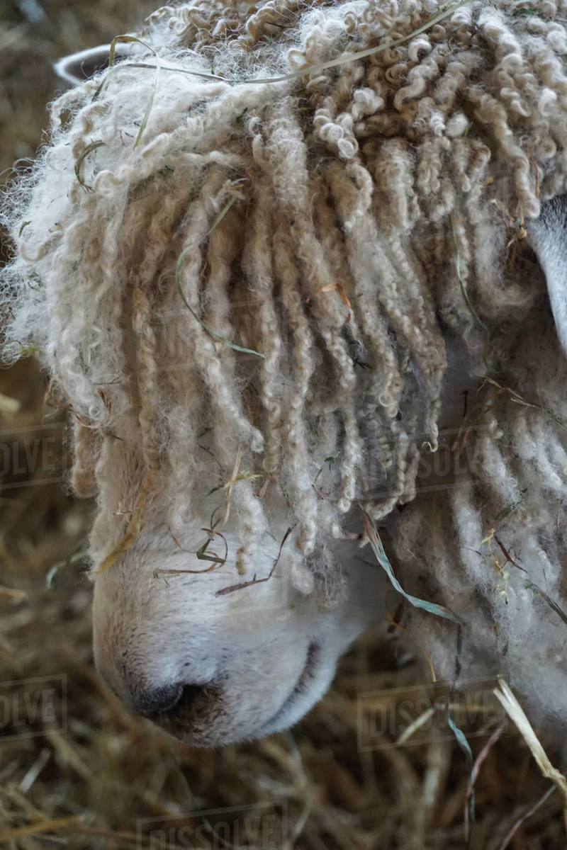 Close-up portrait of a sheep - Royalty-free Stock Photo | Dissolve