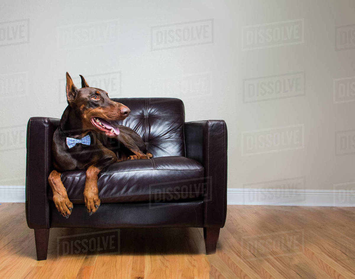 Red warlock doberman pinscher dog sitting on leather chair - Royalty ...