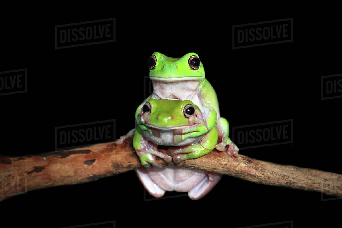 Two dumpy tree frogs sitting on branch, Indonesia - Stock Photo - Dissolve