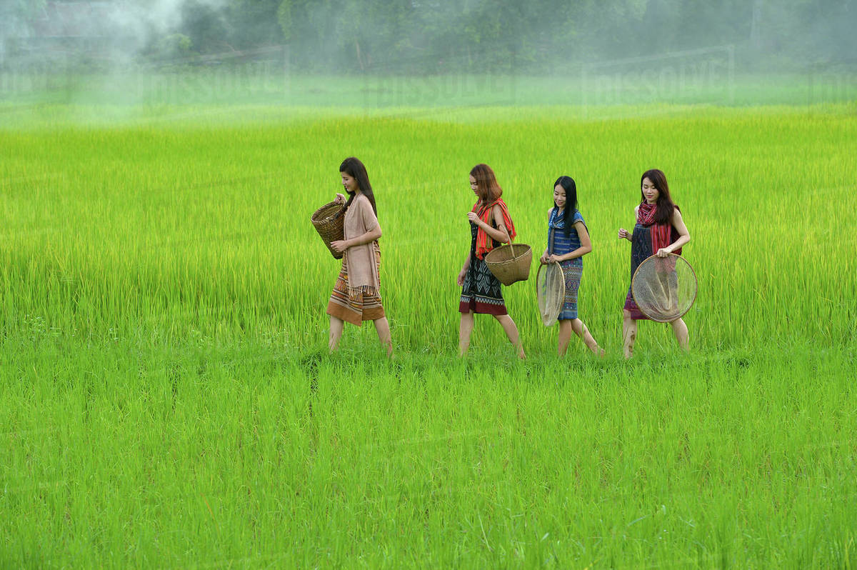 Four women walking through rice fields, Thailand - Royalty-free Stock ...