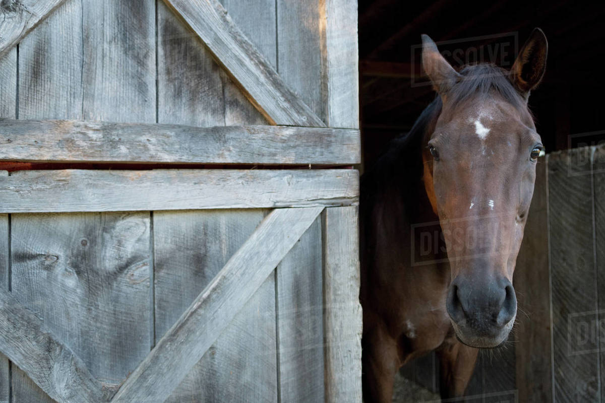 Horse standing in stables - Royalty-free Stock Photo | Dissolve