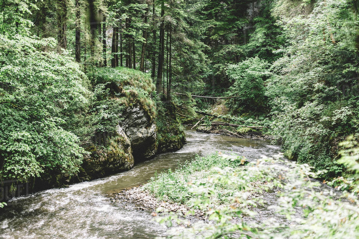 River running through the forest in Tatras mountains, Slovakia ...