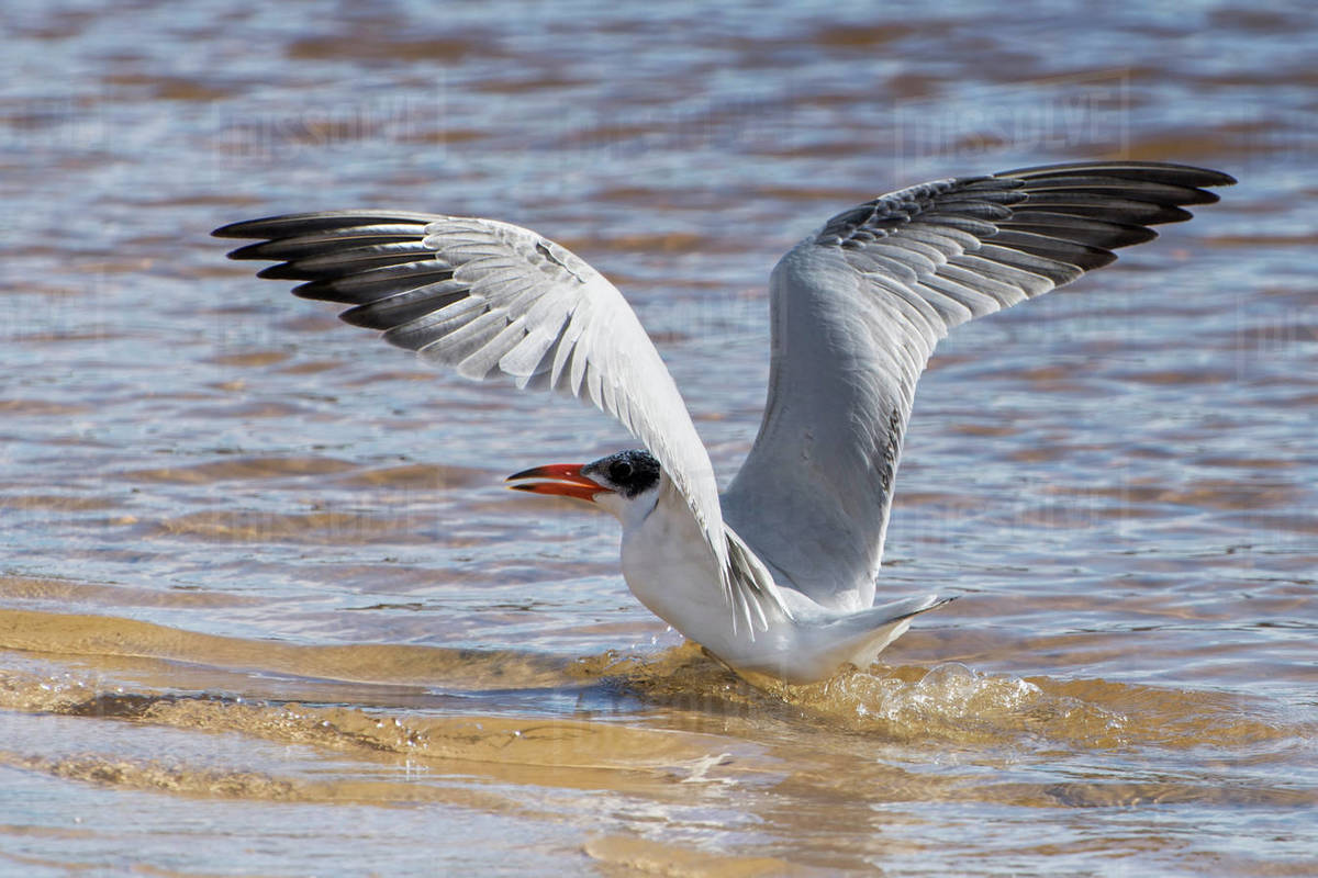 Crested Tern bird landing on beach, Australia - Royalty-free Stock ...