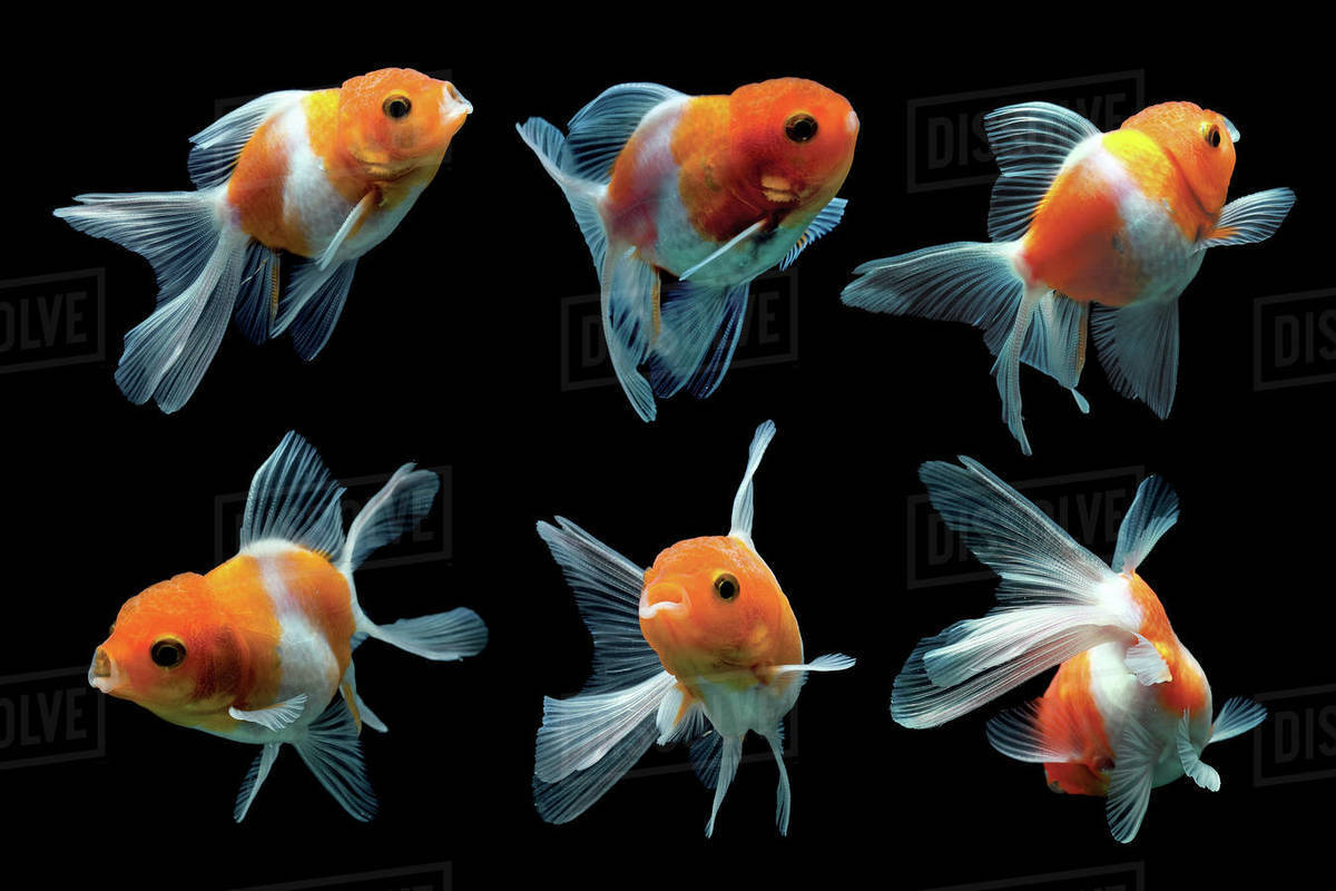 Six goldfish - Royalty-free Stock Photo | Dissolve