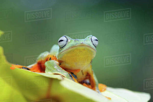 Javan gliding tree frog sitting on leaf, Indonesia - Royalty-free Stock ...