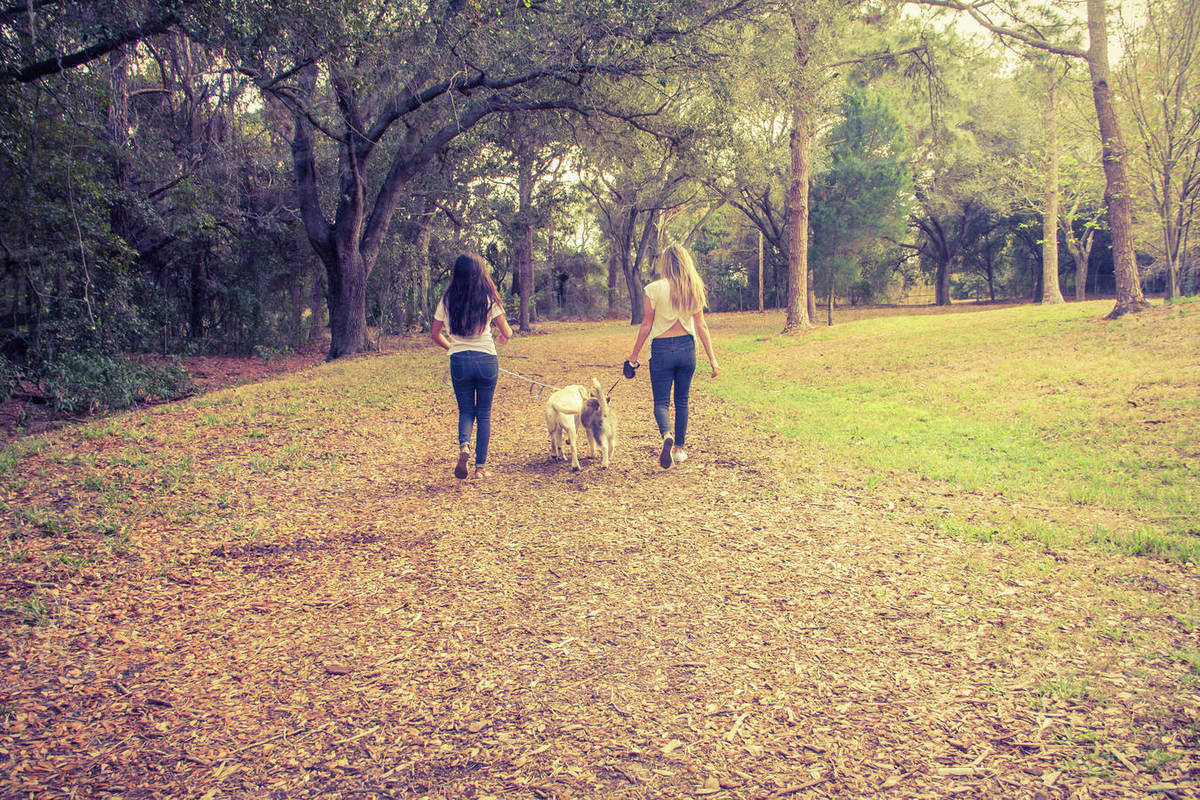 Two women walking their dogs, Saint Petersburg, Florida, America, USA ...