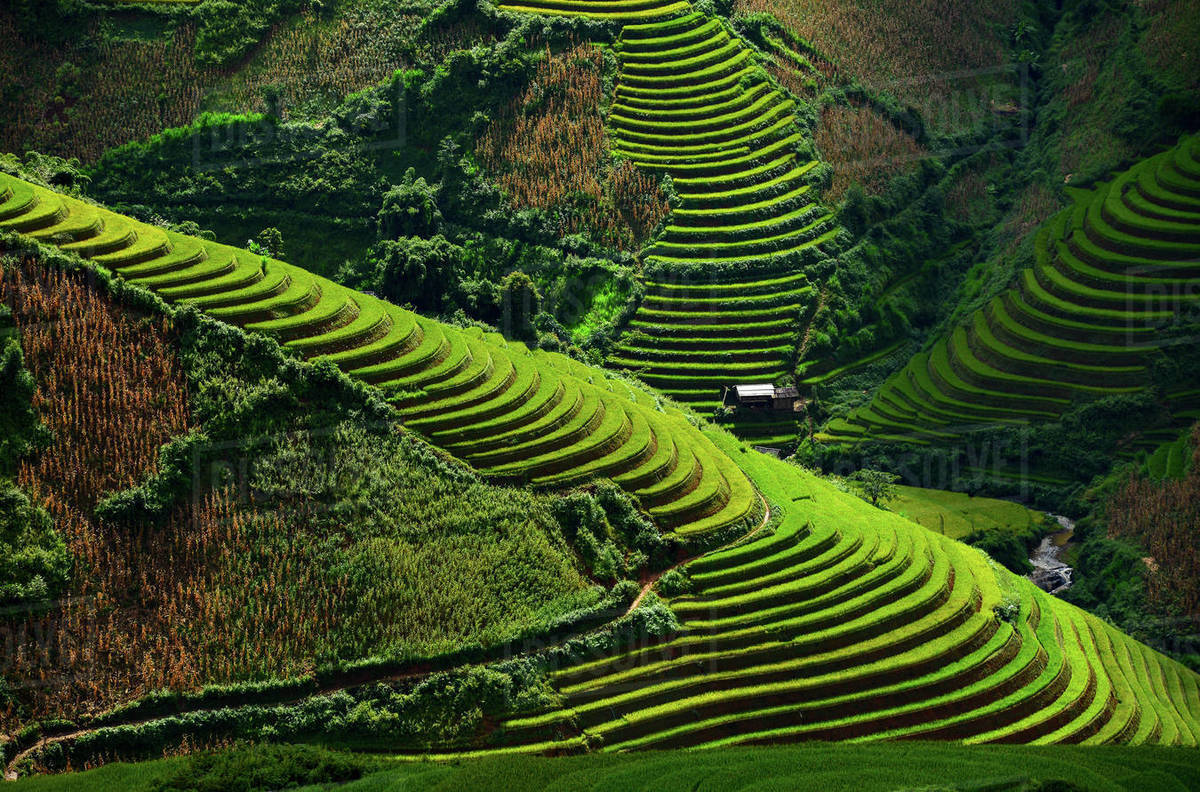 Aerial view of terraced rice fields, Mu Chang Chai, Vietnam - Royalty ...