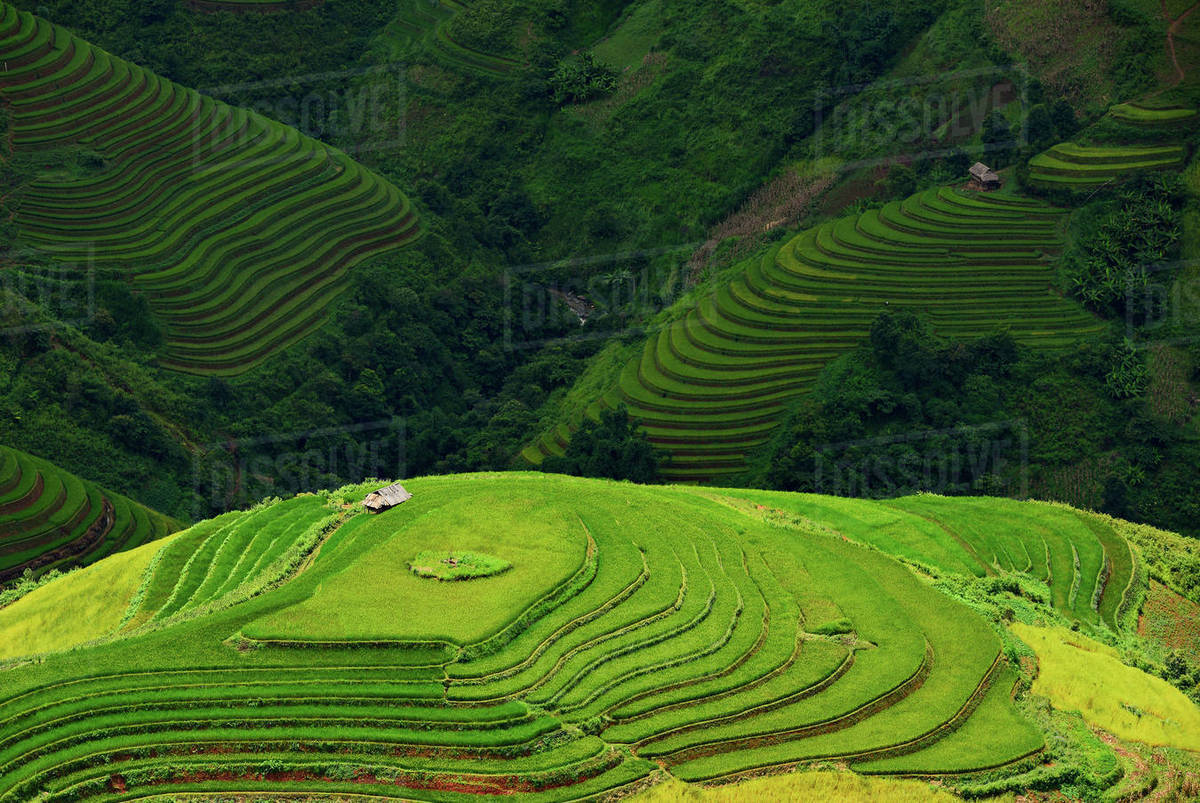 Aerial view of terraced rice fields, Mu Chang Chai, Vietnam - Royalty ...