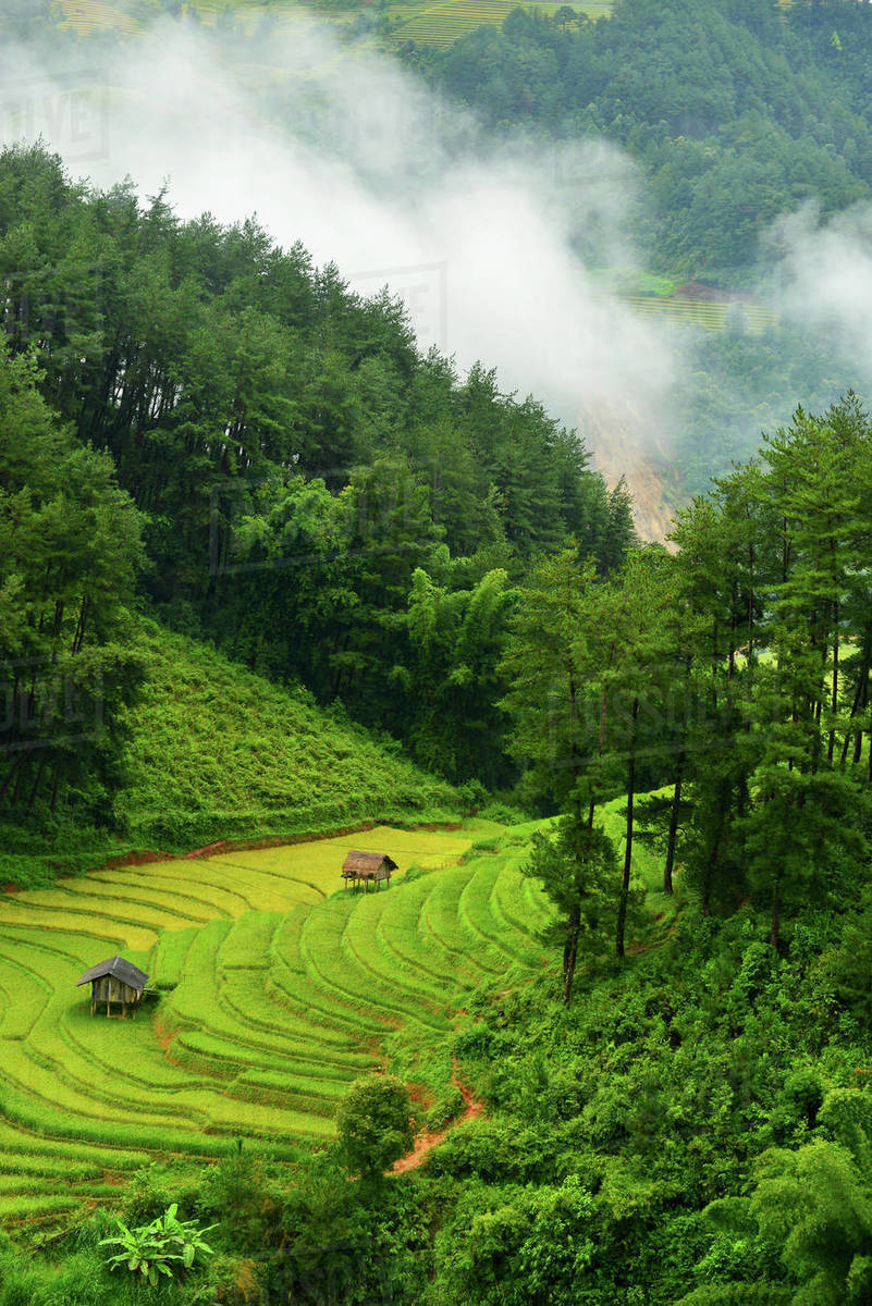 Terraced rice field, Mu Chang Chai, Vietnam - Royalty-free Stock Photo ...