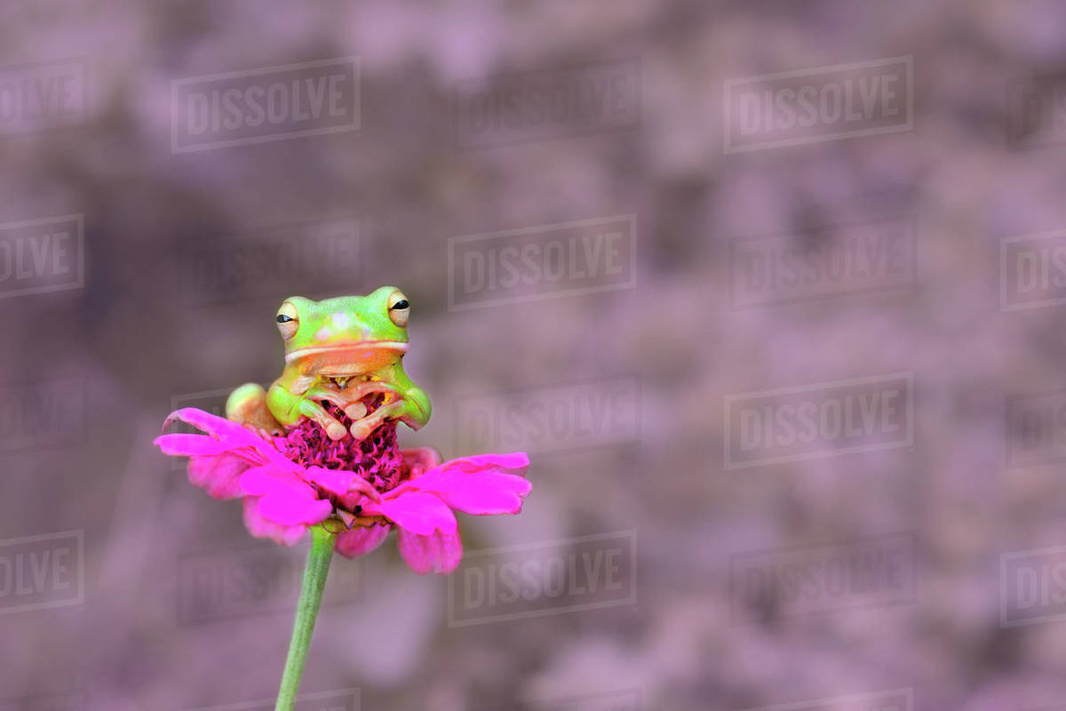 White-lipped tree frog on a flower, Gorontalo, Indonesia - Stock Photo ...
