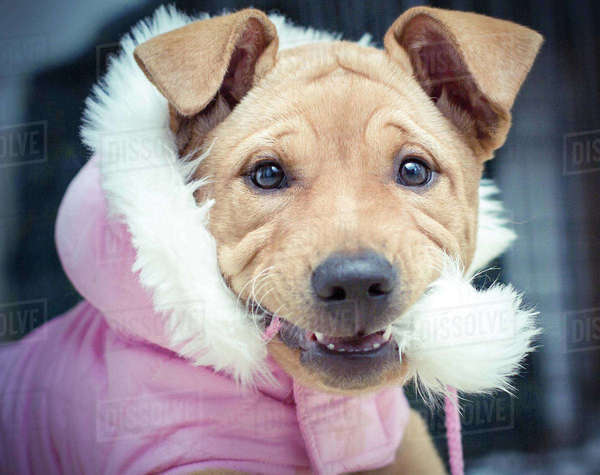 American Pit bull Terrier dog wearing a jacket with a fake fur hood ...