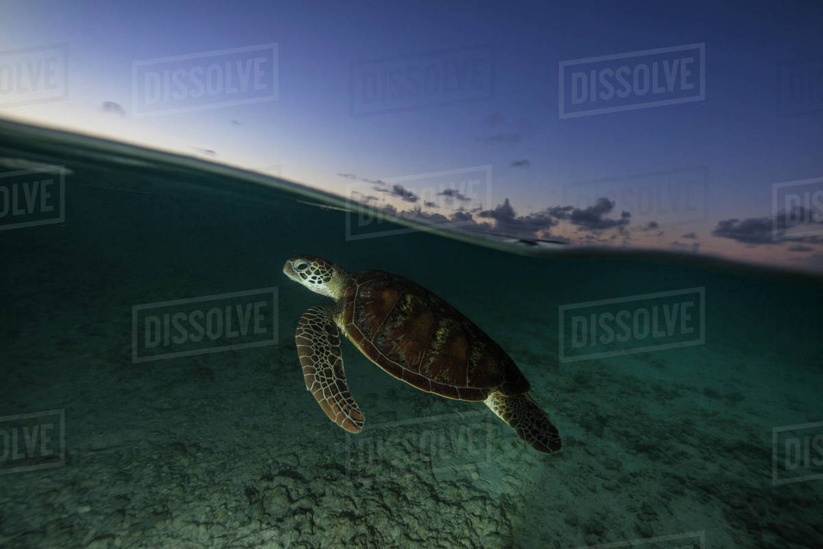 Green sea turtle swimming over coral reef, Lady Elliot Island ...