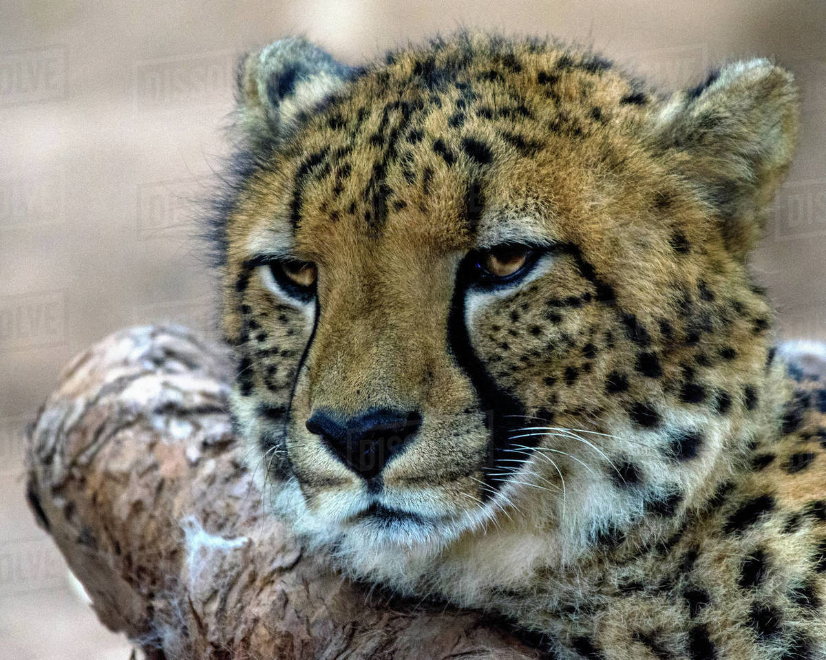 Portrait of a cheetah cub, Mpumalanga, South Africa - Royalty-free ...