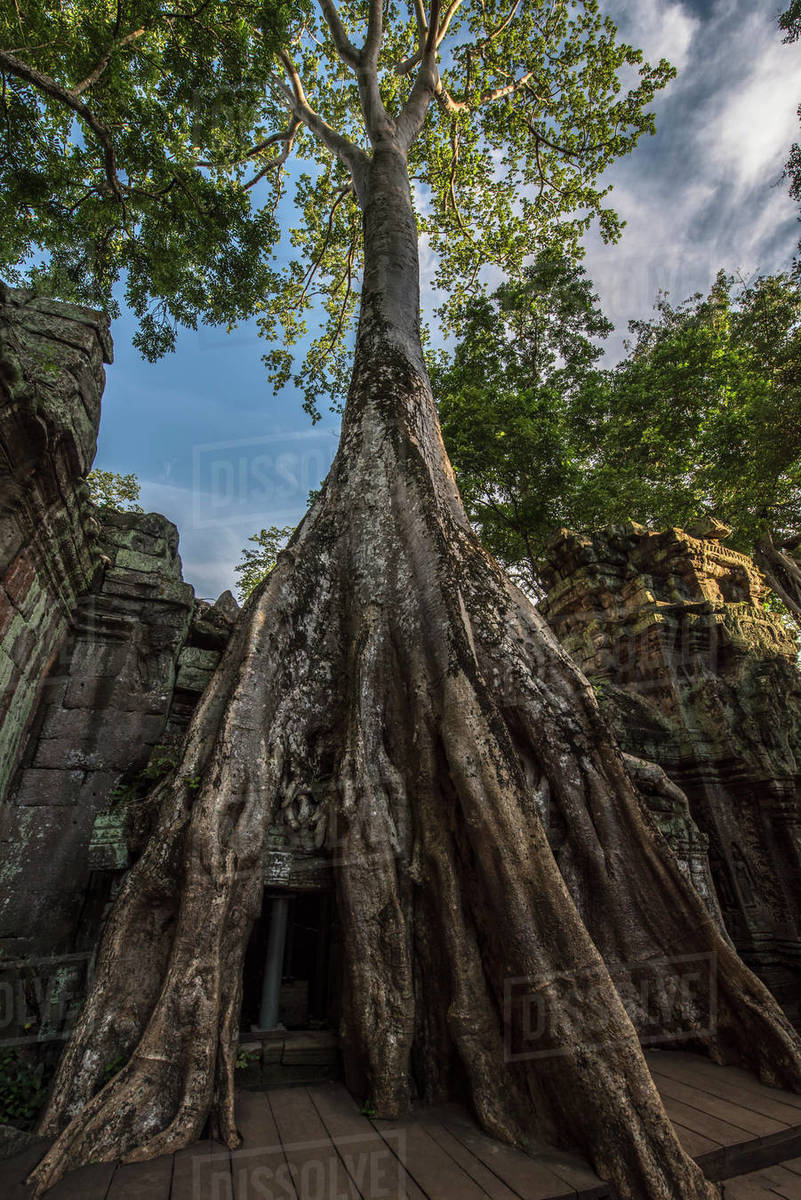 Tree root growing at Ta Prohm temple, Angkor Wat, Siem Reap, Cambodia ...