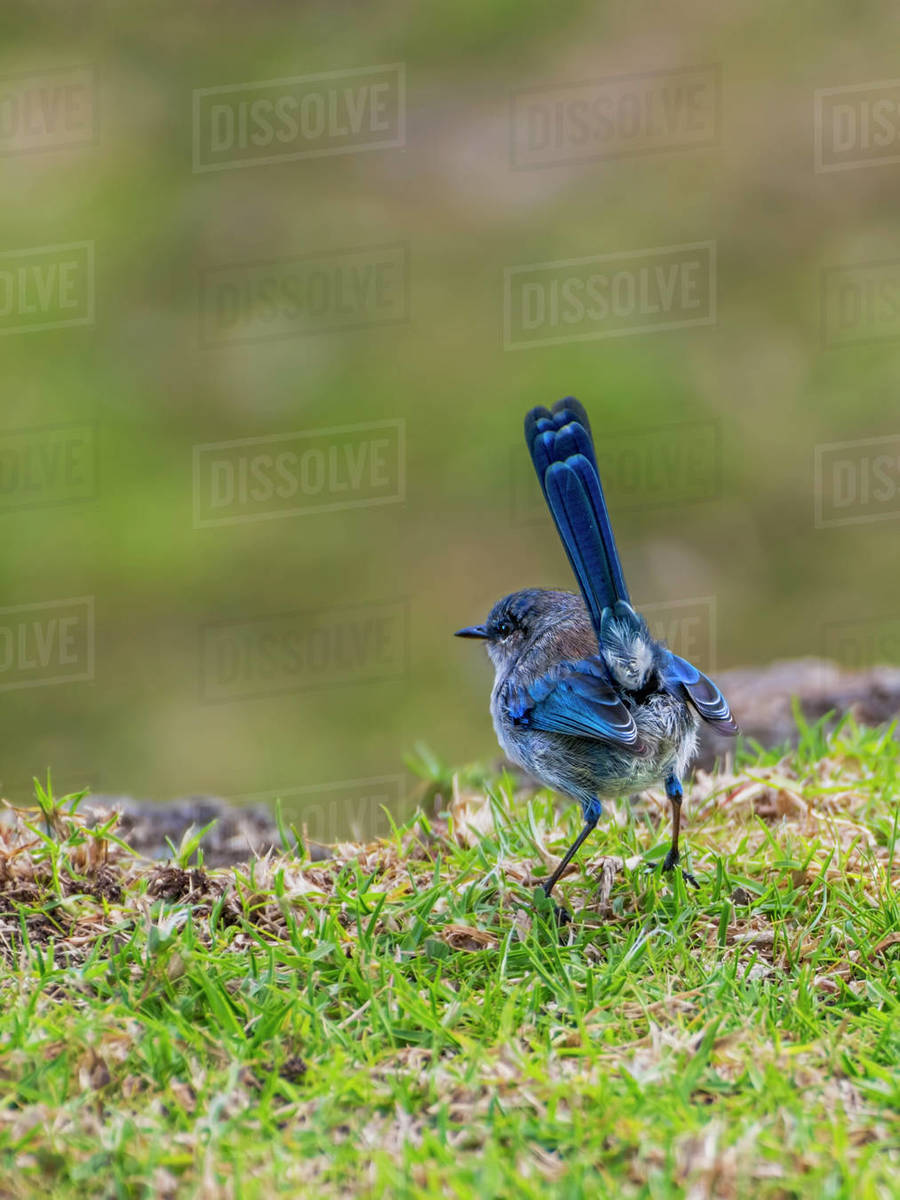 Splendid Fairy Wren (Malurus splendens), Perth, Western Australia ...
