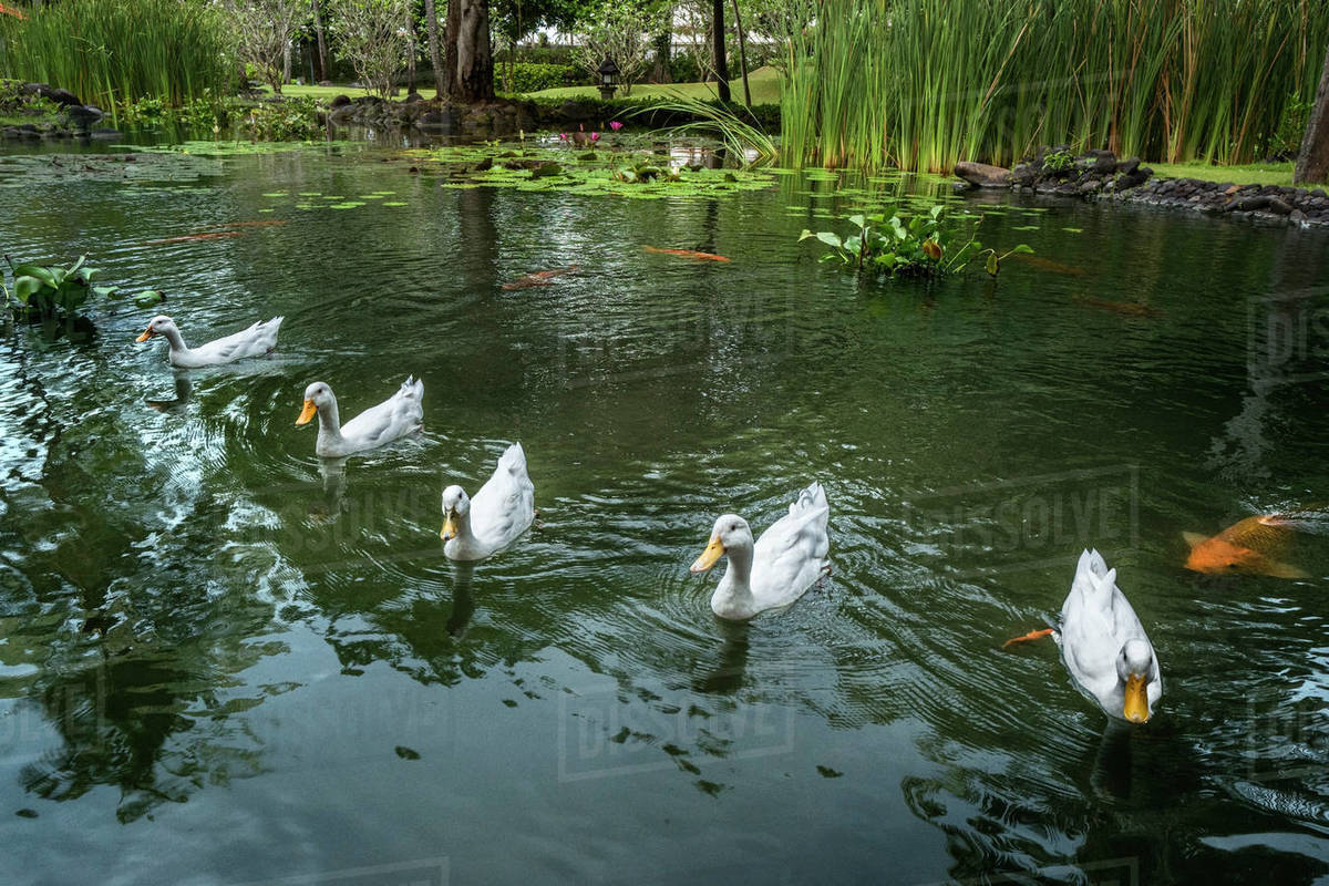 Ducks in a pond, Bali, Indonesia - Stock Photo - Dissolve