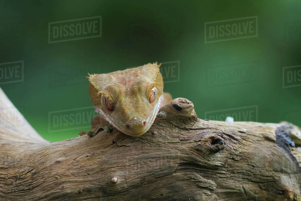Crested gecko looking over the edge of a branch - Stock Photo - Dissolve