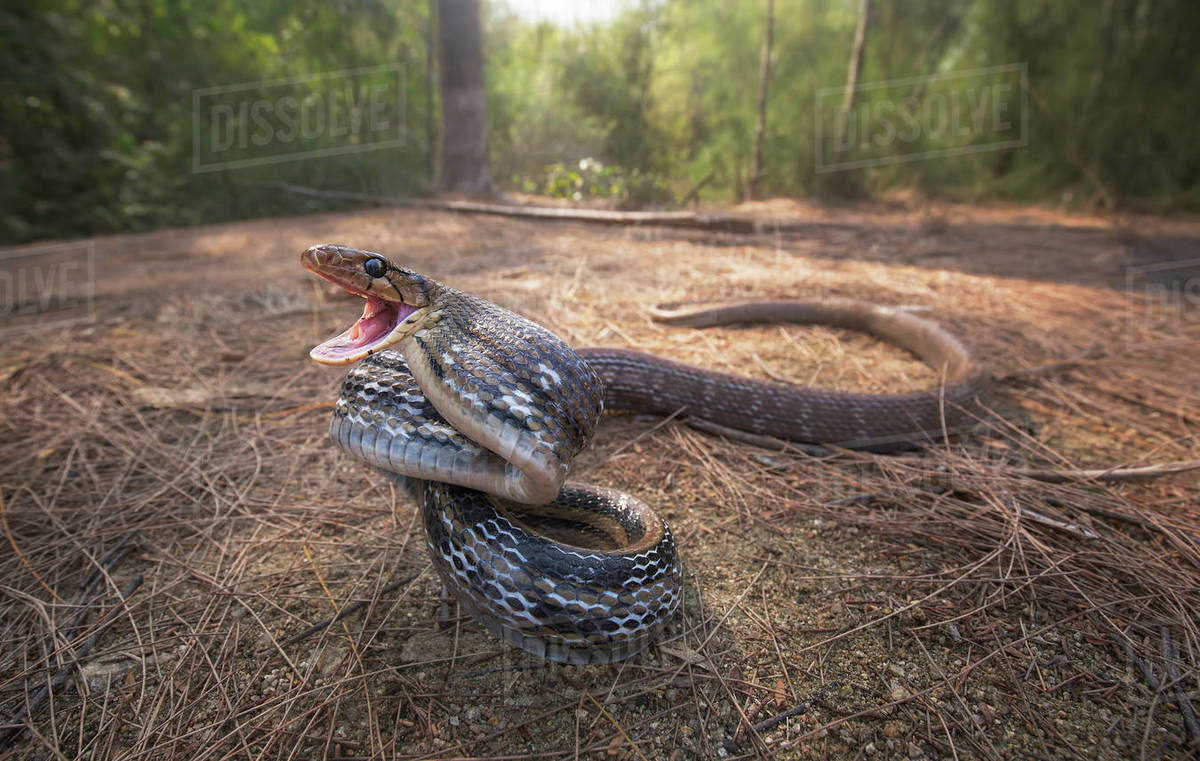 Wild Radiated Rat Snake (Coelognathus radiata) on the attack, Hua Hin ...