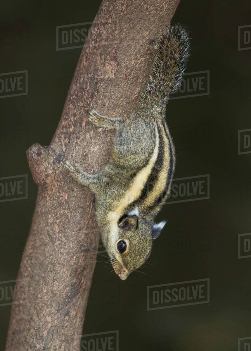 Himalayan Striped Squirrel (Tamiops mcclellandii) descending a branch ...