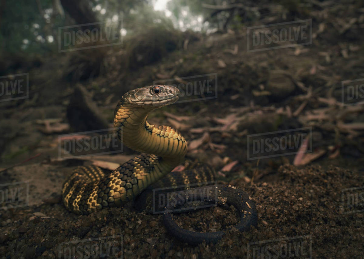 Tiger snake (Notechis scutatus) on river bank, Melbourne, Victoria ...
