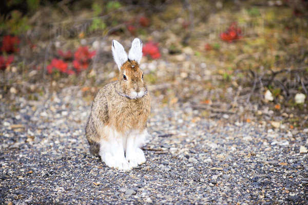 White and brown snowshoe hare (aka lepus americanus), Denali National ...