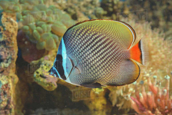 Close-Up of a tropical fish in an aquarium, Indonesia - Royalty-free ...