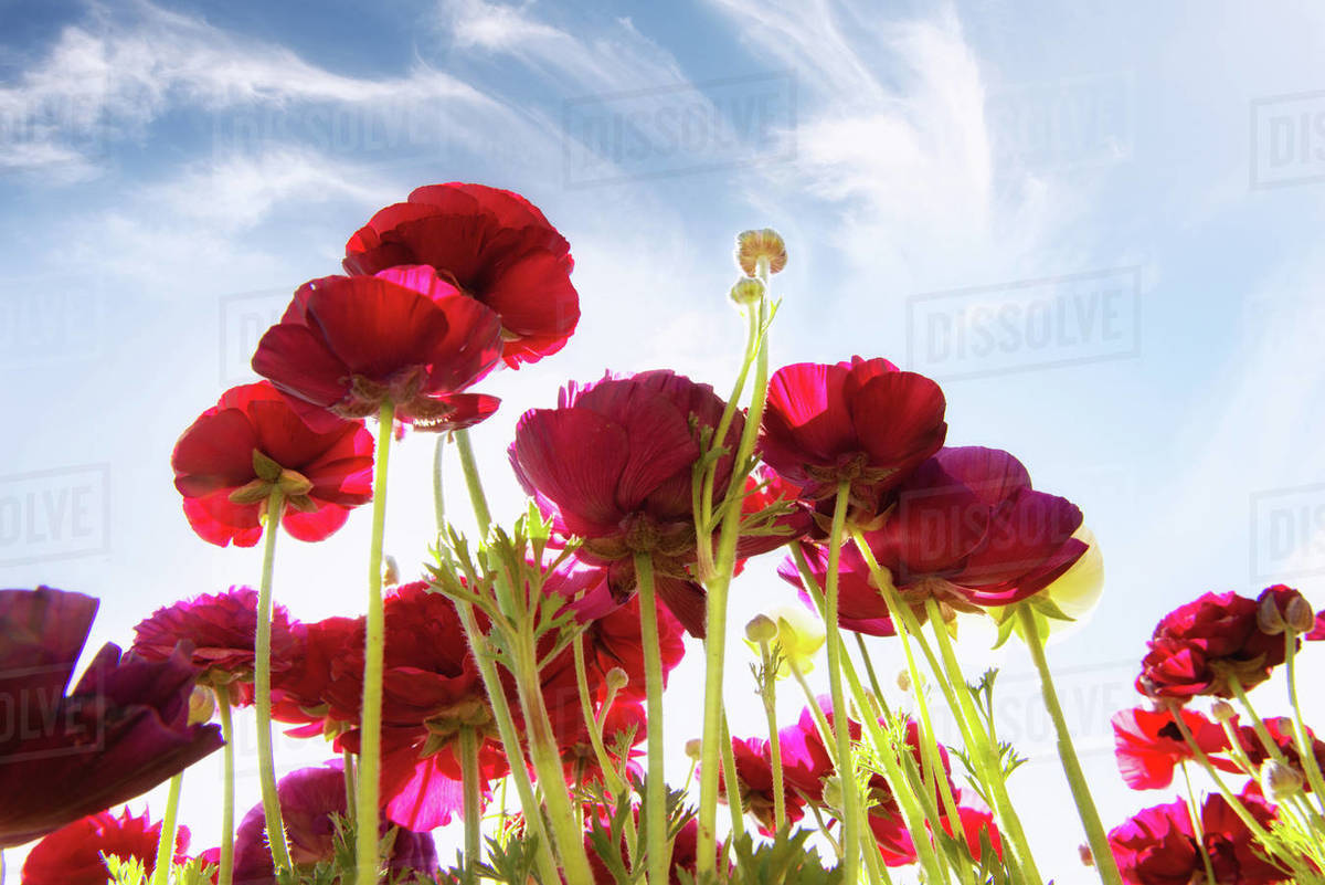 Low angle view of red Tecolote Ranunculus flowers growing in a field ...
