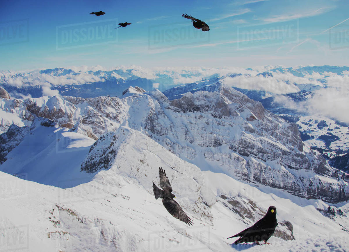 Five birds flying over snowcapped mountains, Mount Santis, Switzerland ...