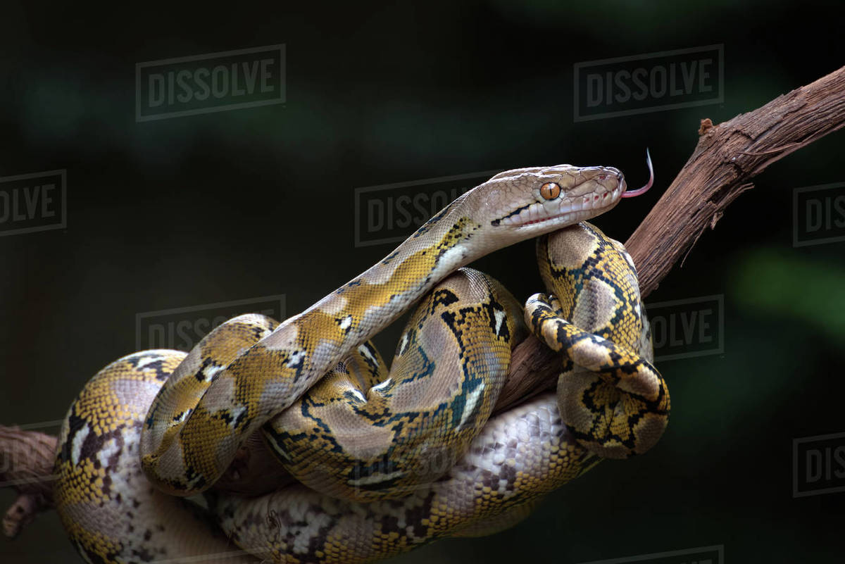 Reticulated python coiled around a tree branch, Indonesia - Stock Photo ...