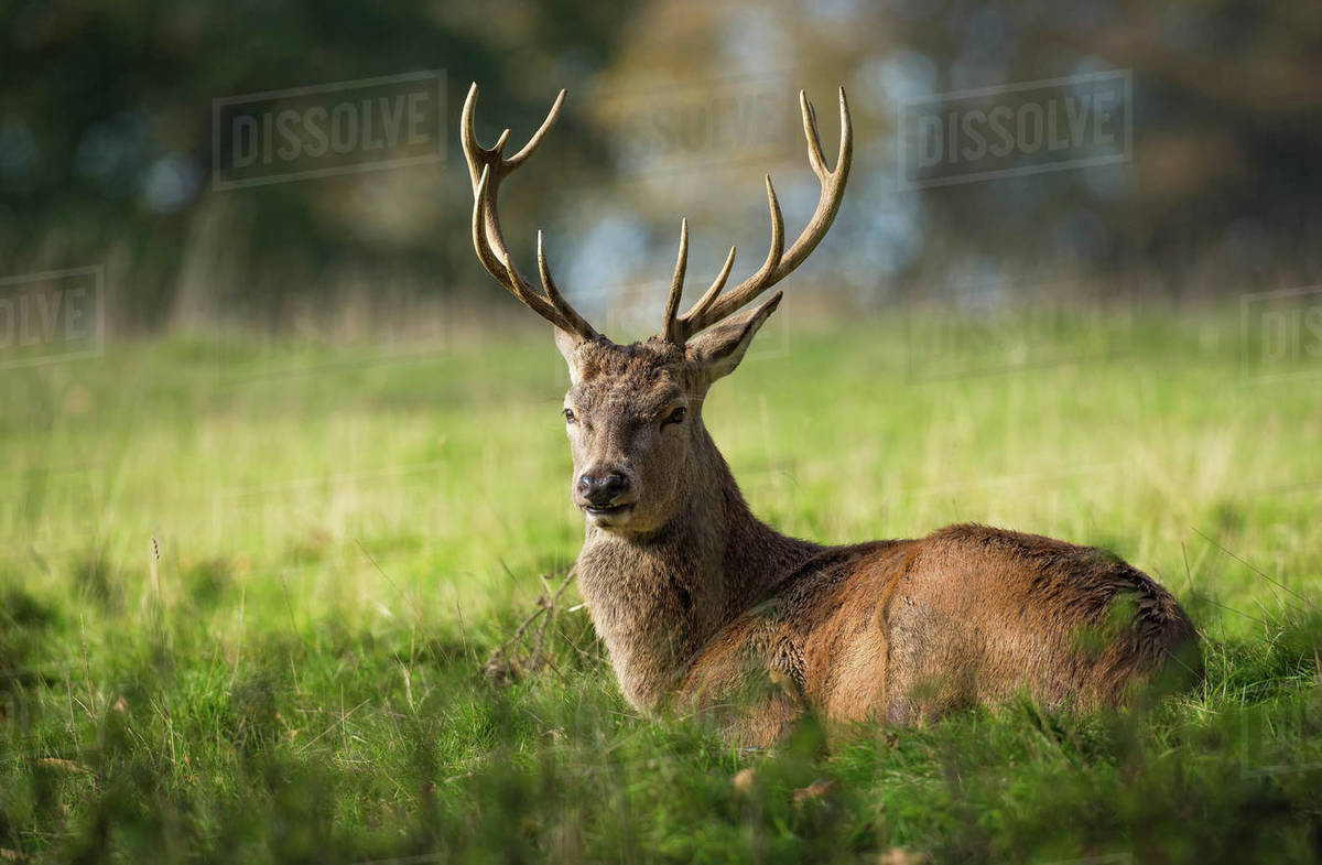 Portrait of a red deer stag lying in grass, Indiana, USA - Stock Photo ...