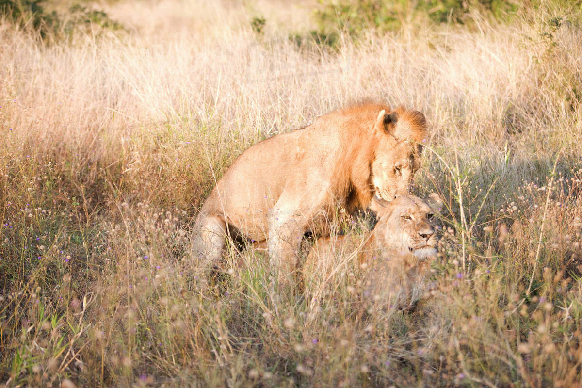 Lion and lioness mating in long grass, South africa - Royalty-free Stock Photo | Dissolve