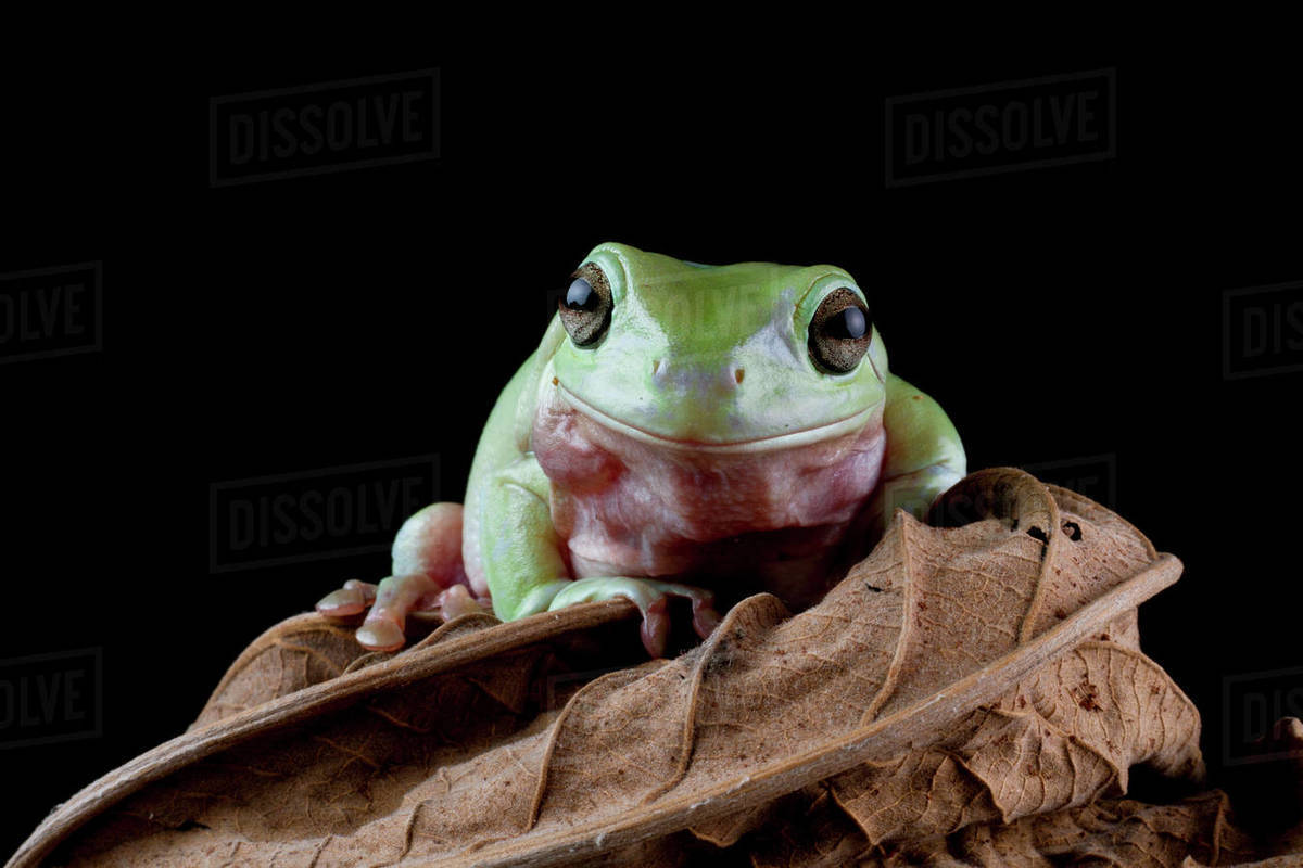 Australian Tree frog sitting on a leaf, Indonesia - Royalty-free Stock ...