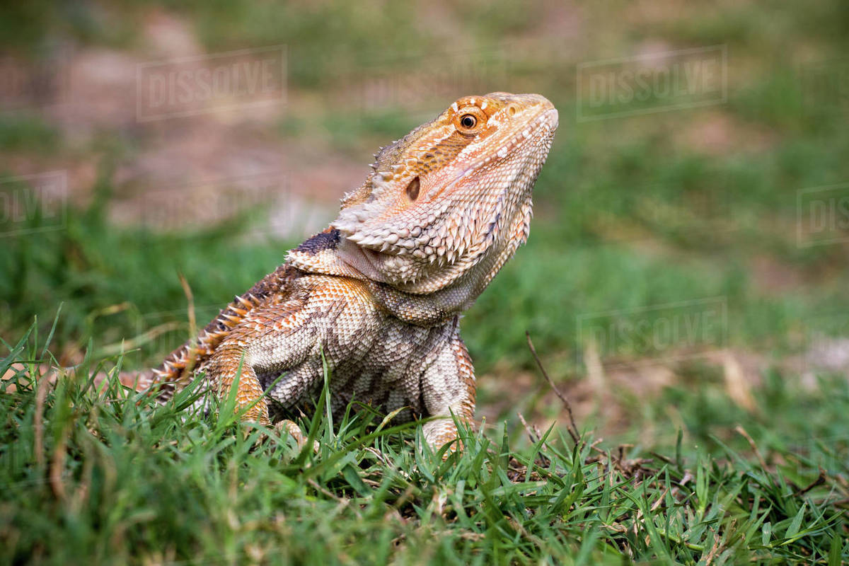 Portrait of a bearded dragon in the grass, Indonesia - Royalty-free ...