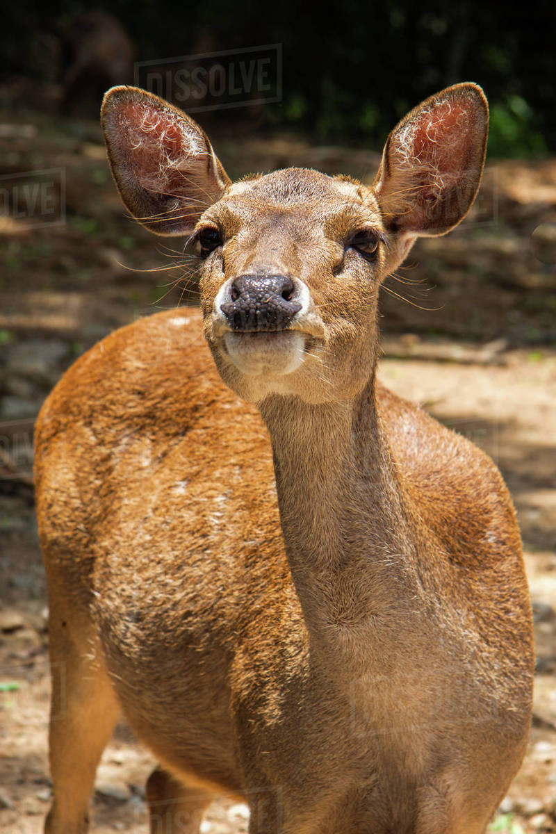 Portrait of a female deer, Indonesia - Royalty-free Stock Photo | Dissolve
