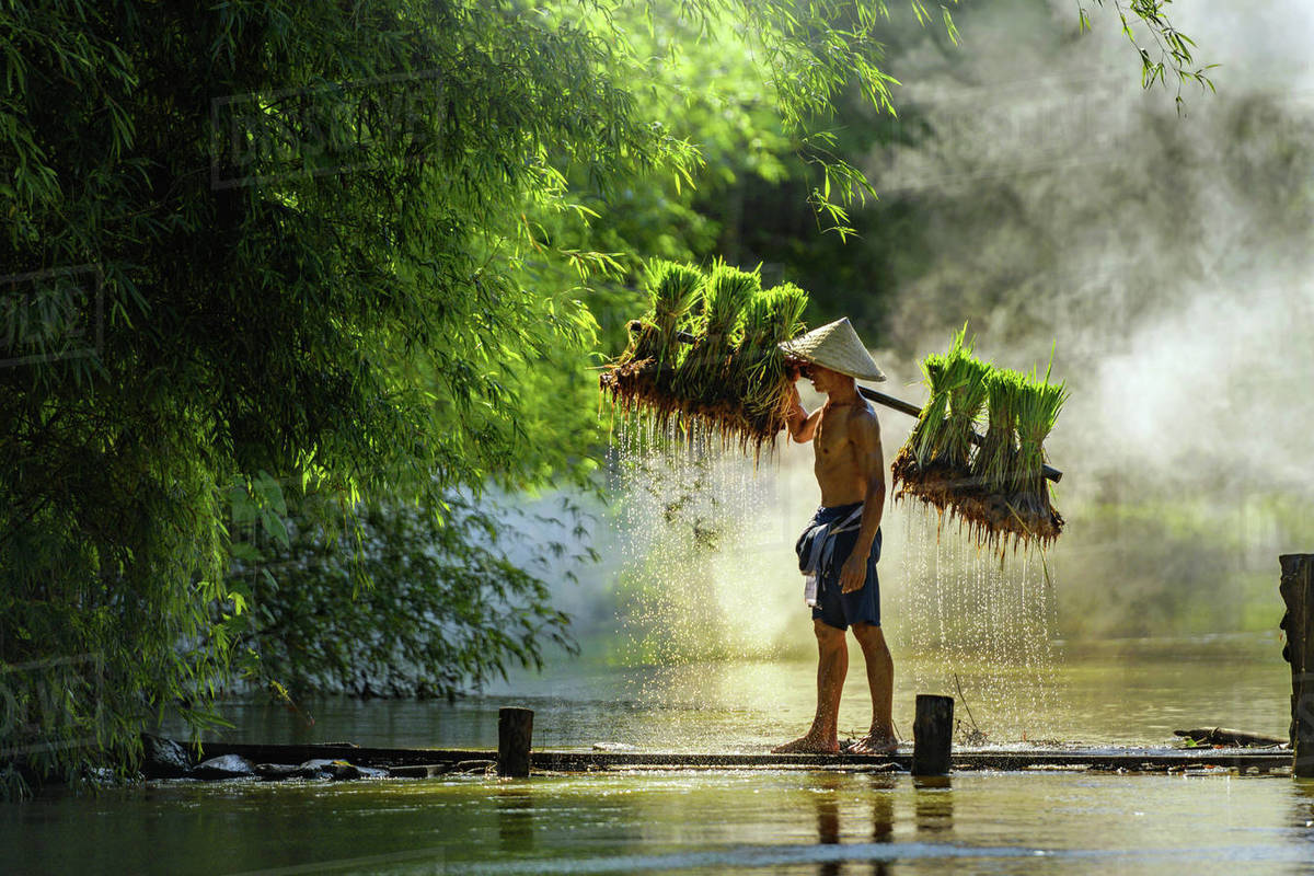 Farmer crossing a bridge carrying rice plants, Thailand - Stock Photo ...