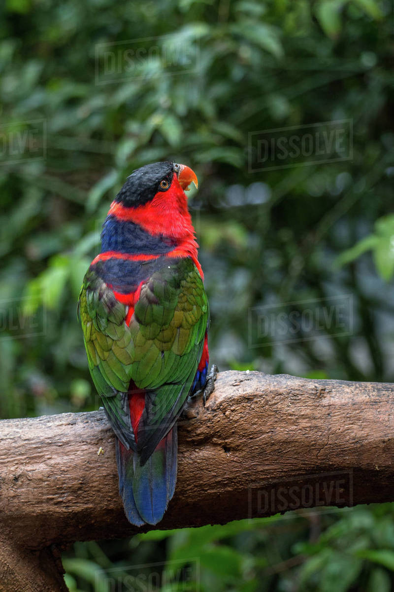 Portrait of a Bayan bird on a branch, Indonesia - Stock Photo - Dissolve