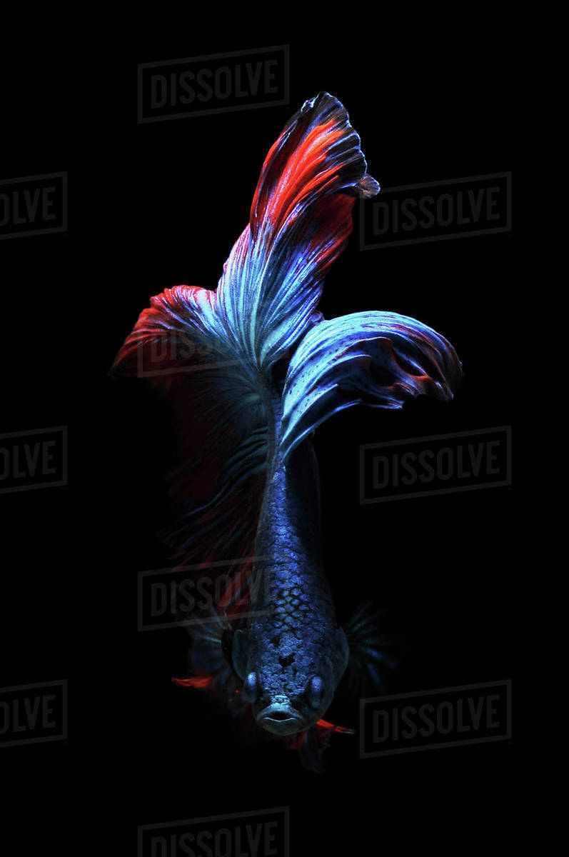 Portrait of a blue betta fish, Indonesia - Stock Photo - Dissolve