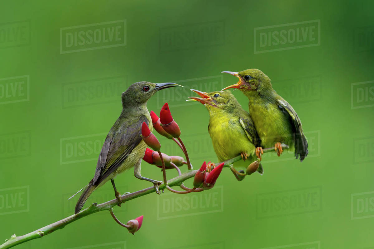 Olive-Backed Sunbird feeding her chicks, Indonesia - Royalty-free Stock ...
