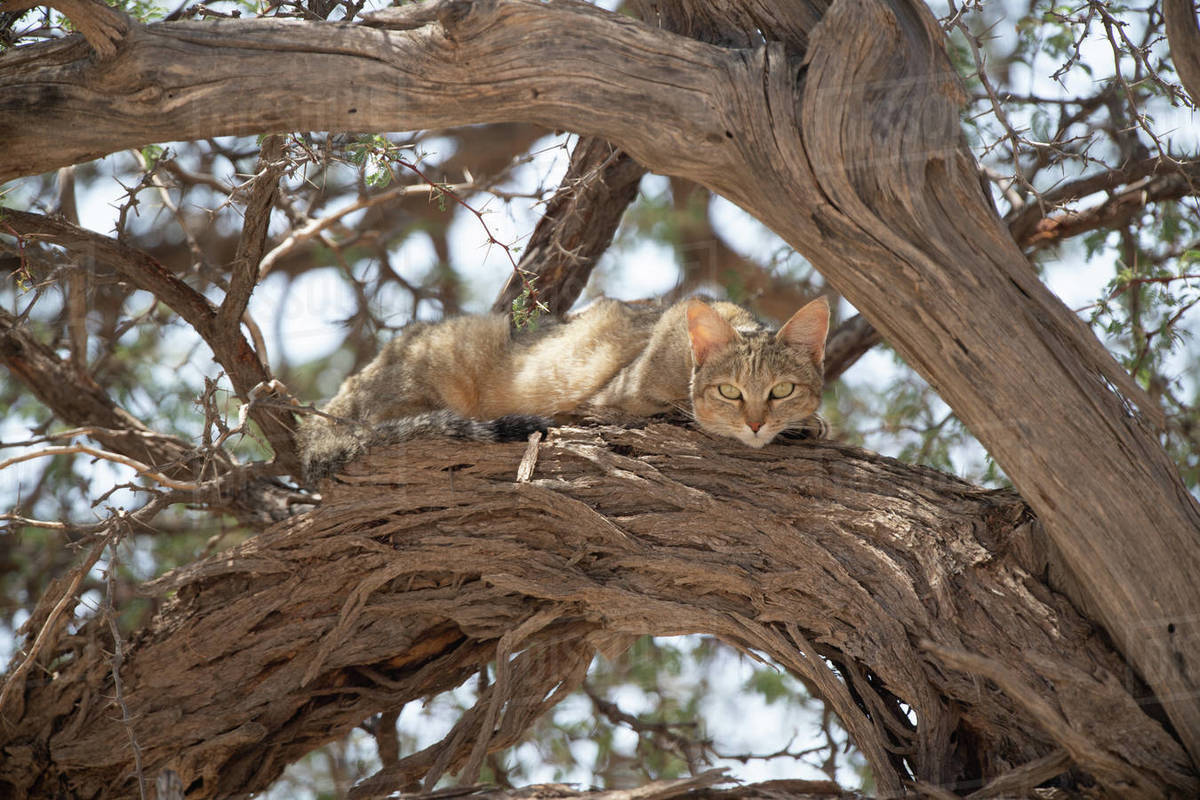 African wild cat in an acacia tree, South Africa - Royalty-free Stock ...