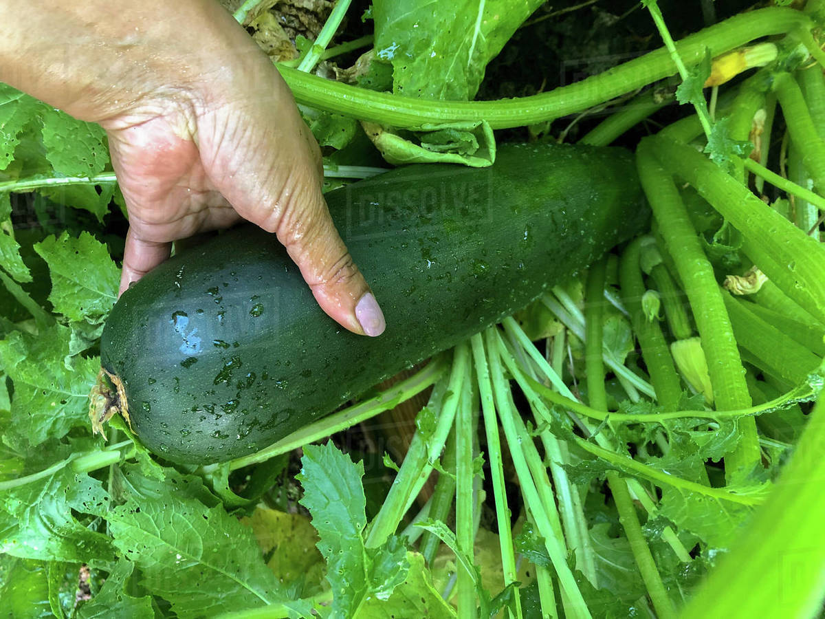 Woman harvesting a courgette in the garden, USA - Royalty-free Stock ...