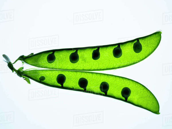 Close-up of an open pea pod - Royalty-free Stock Photo | Dissolve