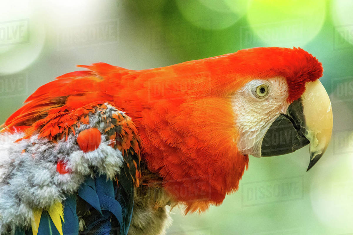 Portrait of a scarlet macaw, Indonesia - Royalty-free Stock Photo ...