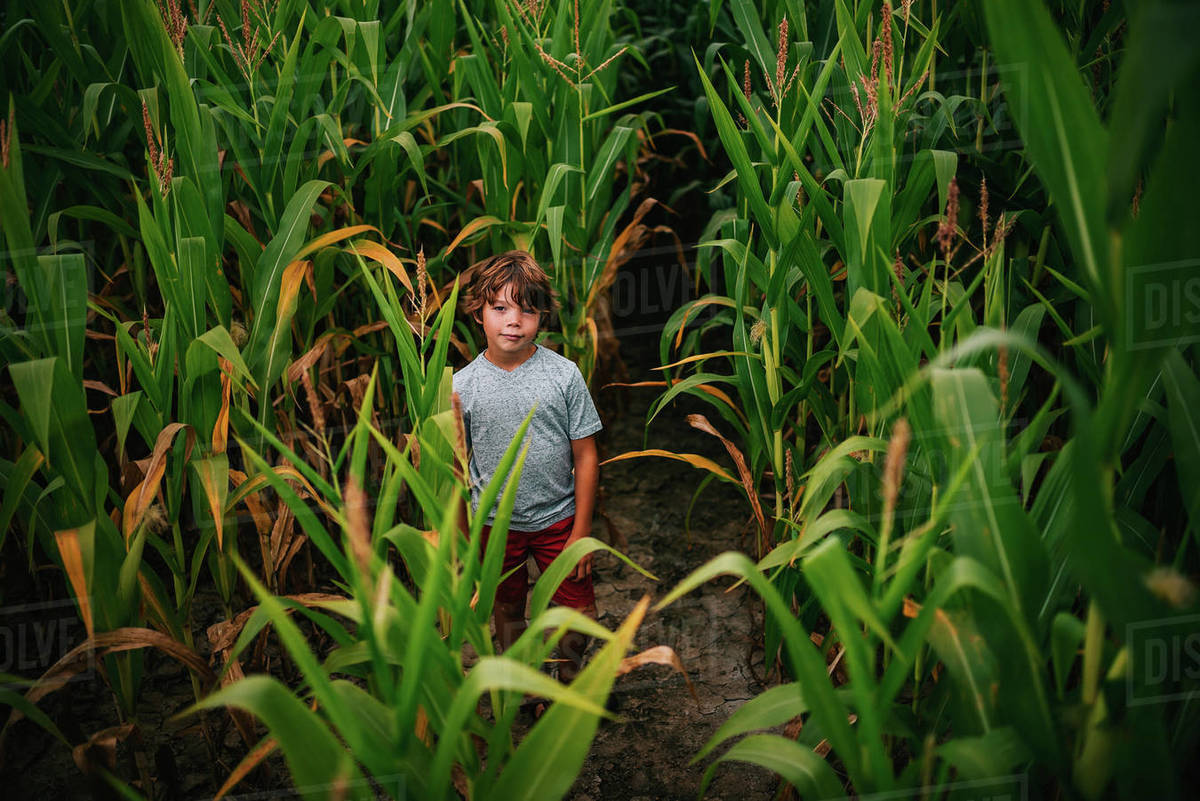 Boy standing in a corn field, USA - Stock Photo - Dissolve