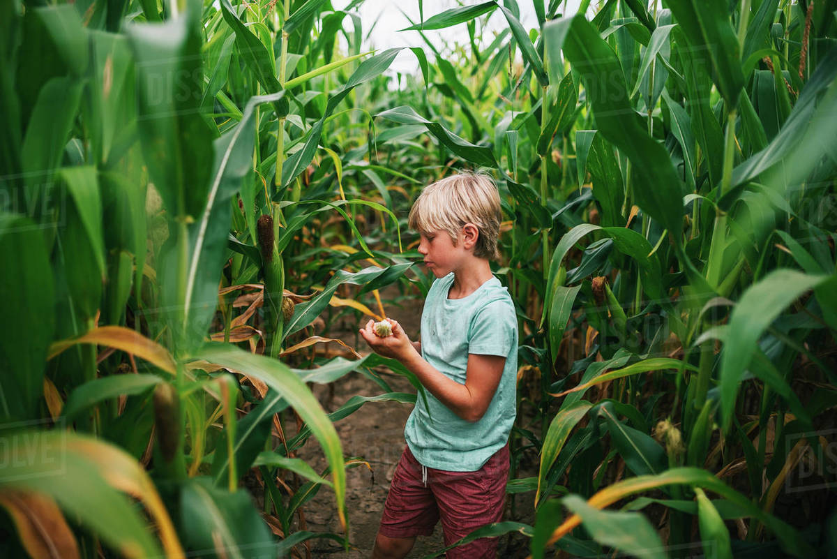 Boy standing in a field picking corn, USA - Royalty-free Stock Photo ...