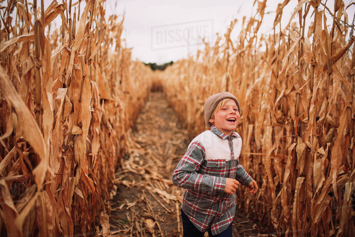 Happy boy running through a corn field in the fall, USA - Royalty-free ...