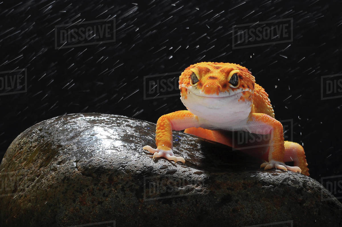 Portrait of a leopard gecko on a rock in the rain, Indonesia - Stock ...