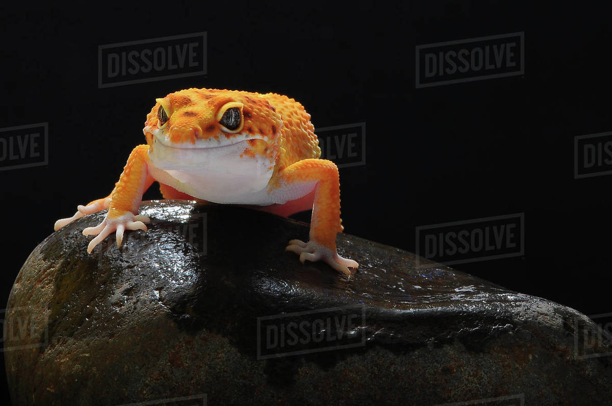 Portrait of a leopard gecko on a rock, Indonesia - Royalty-free Stock ...